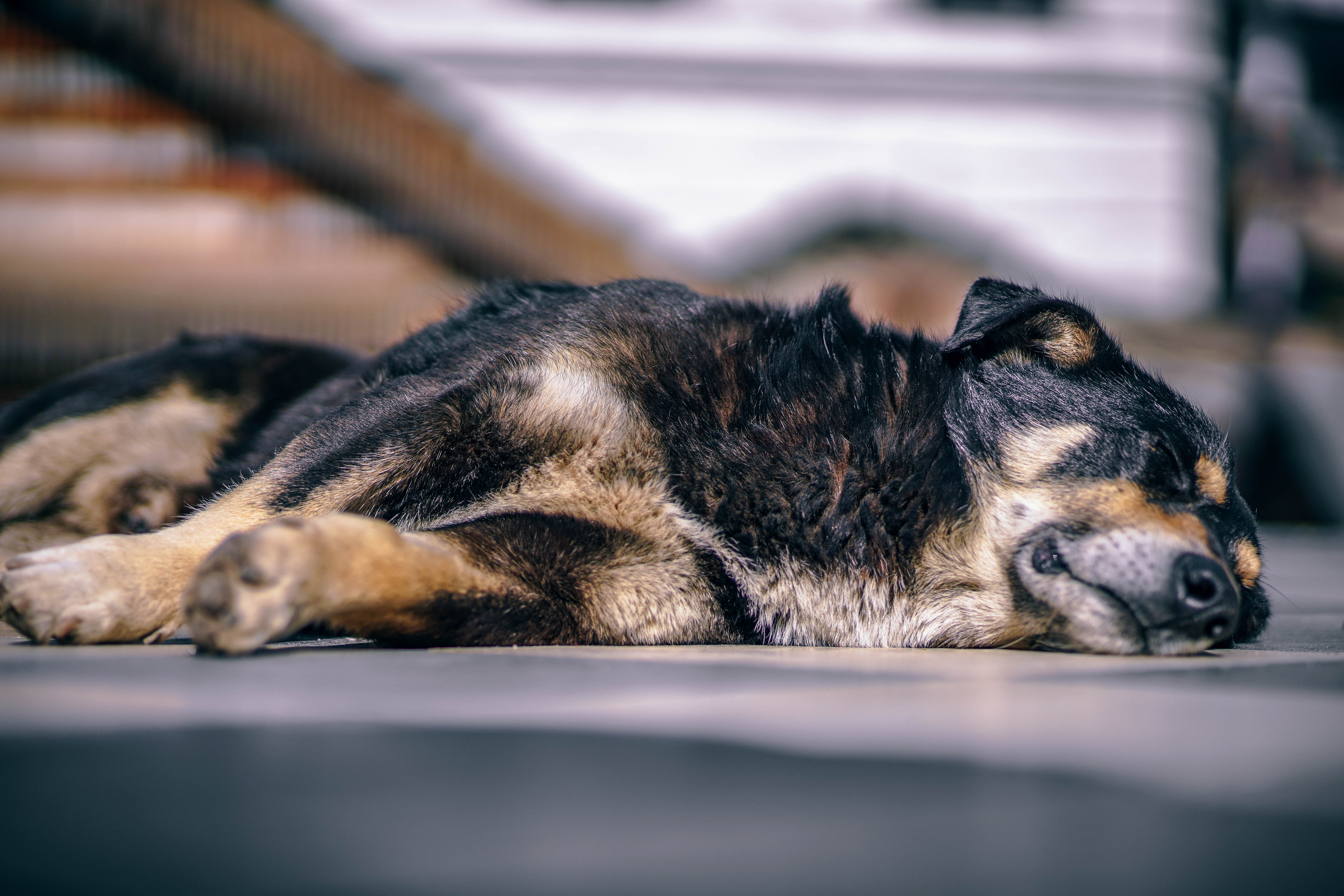 Let Sleeping Dogs Learn – The Sidebar